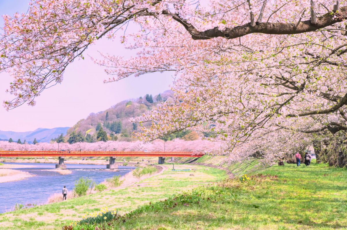 「花見日和」 sight 写 ing 3 | GANREF