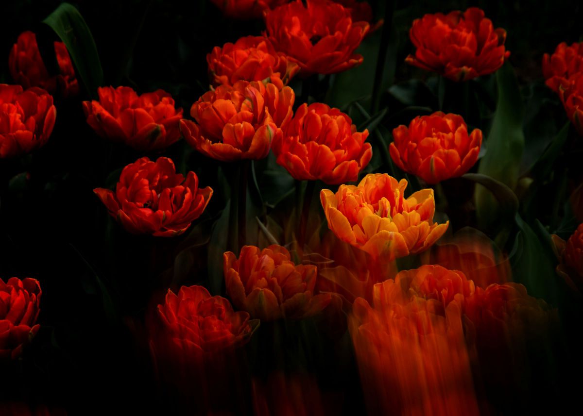 orange passion | GANREF