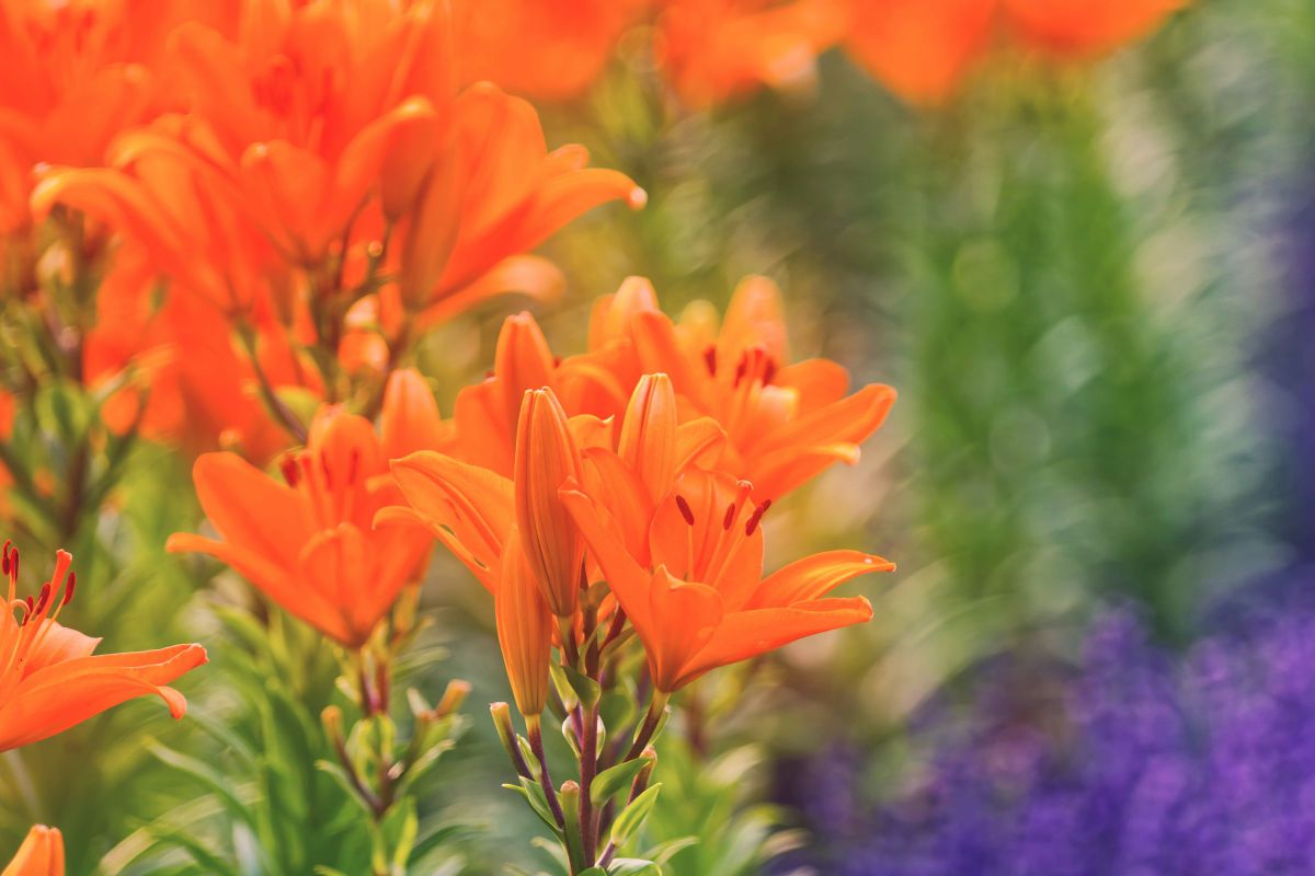 Memory of the orange | GANREF