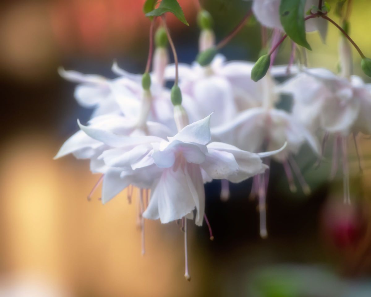 dancing flowers | GANREF