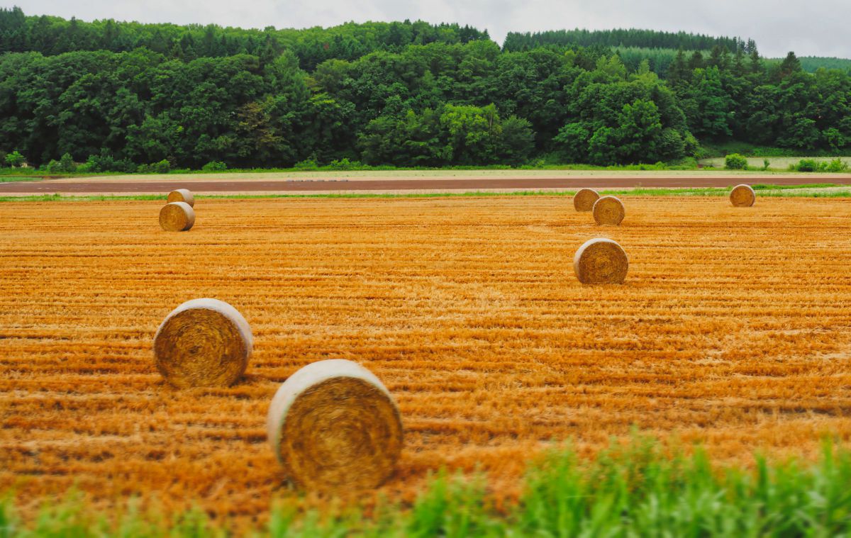 brown season ／【車窓】から／ | GANREF