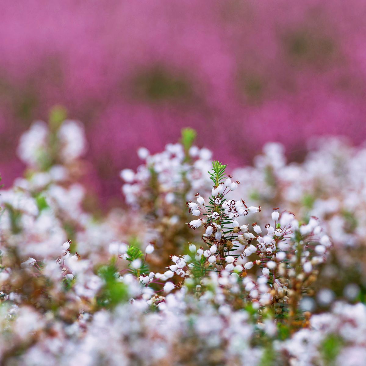 square pink | GANREF