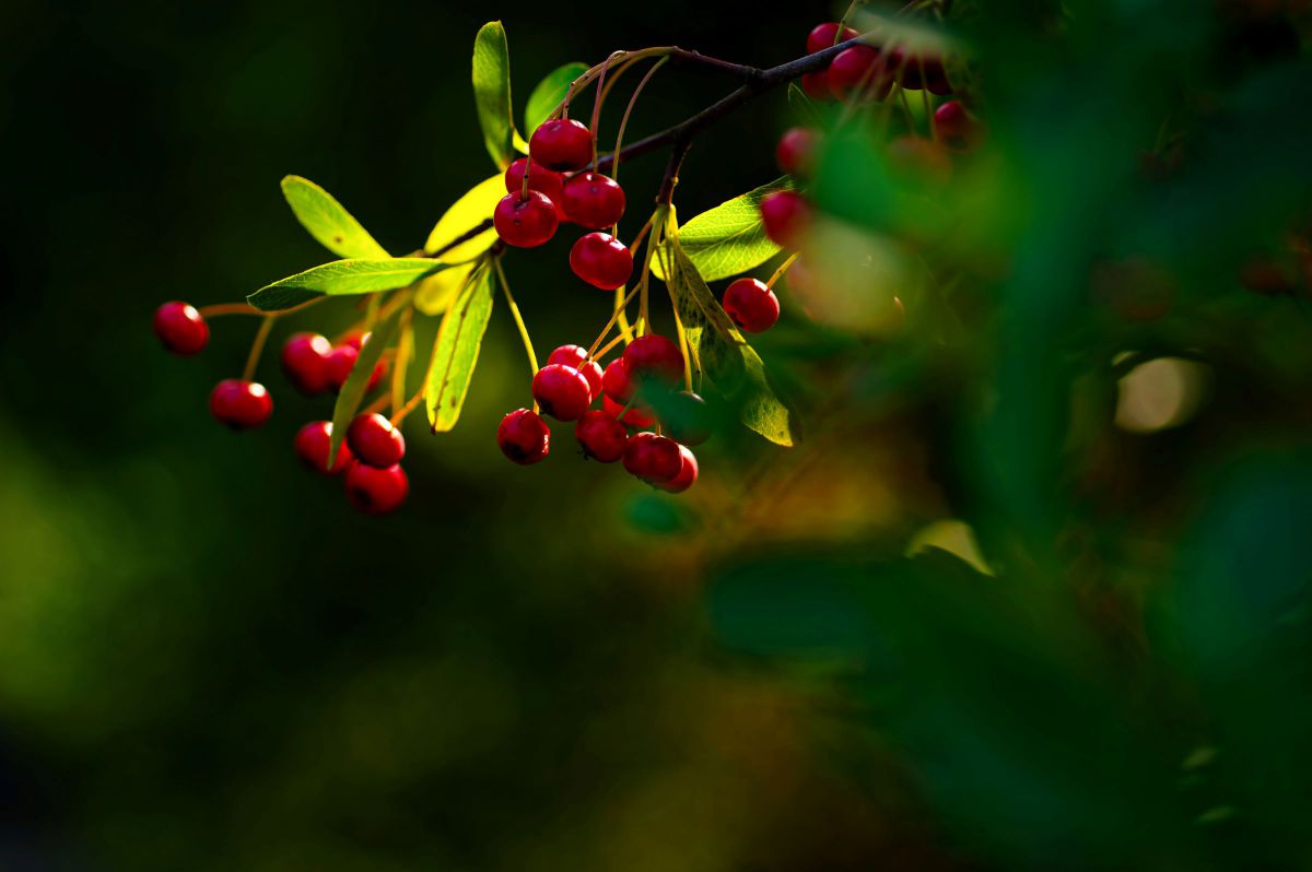 ripe fruit in early winter | GANREF