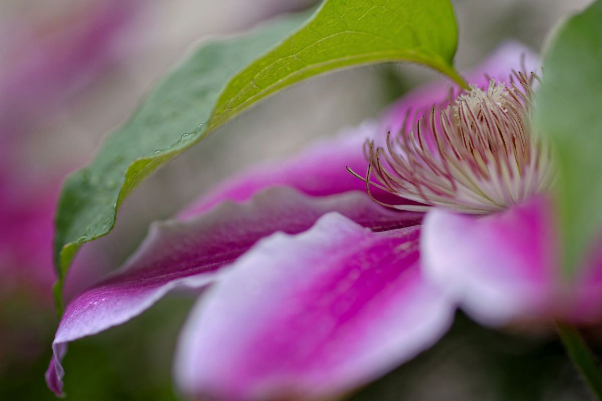 雨上がりのクレマチス second | GANREF