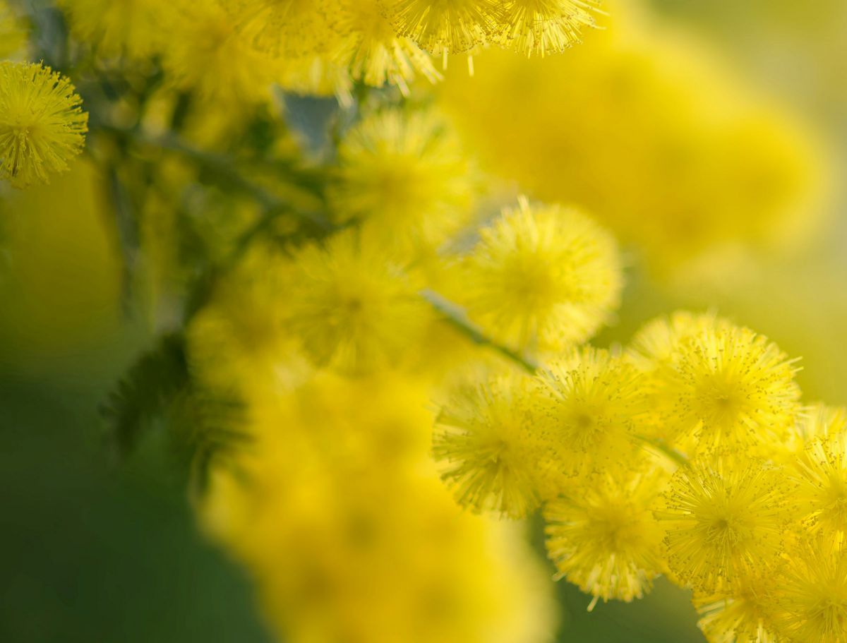 spring yellow | GANREF