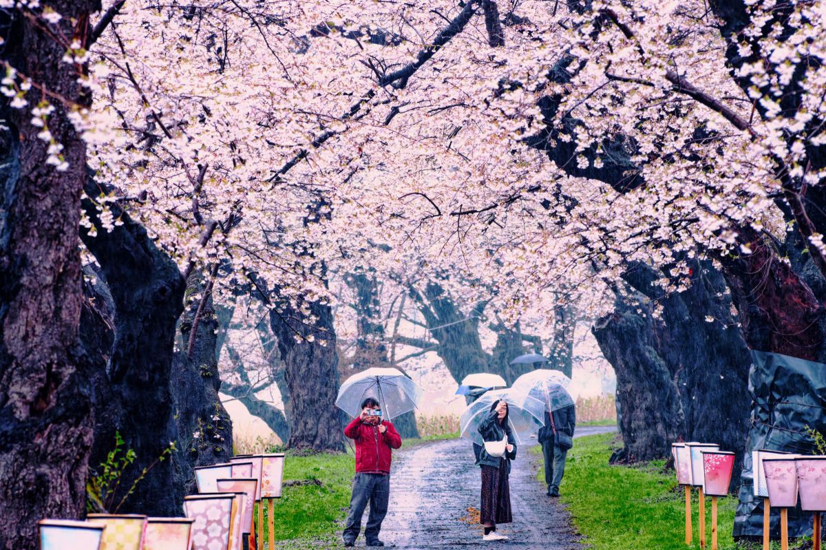 それでも 【北上展勝地】 b | GANREF