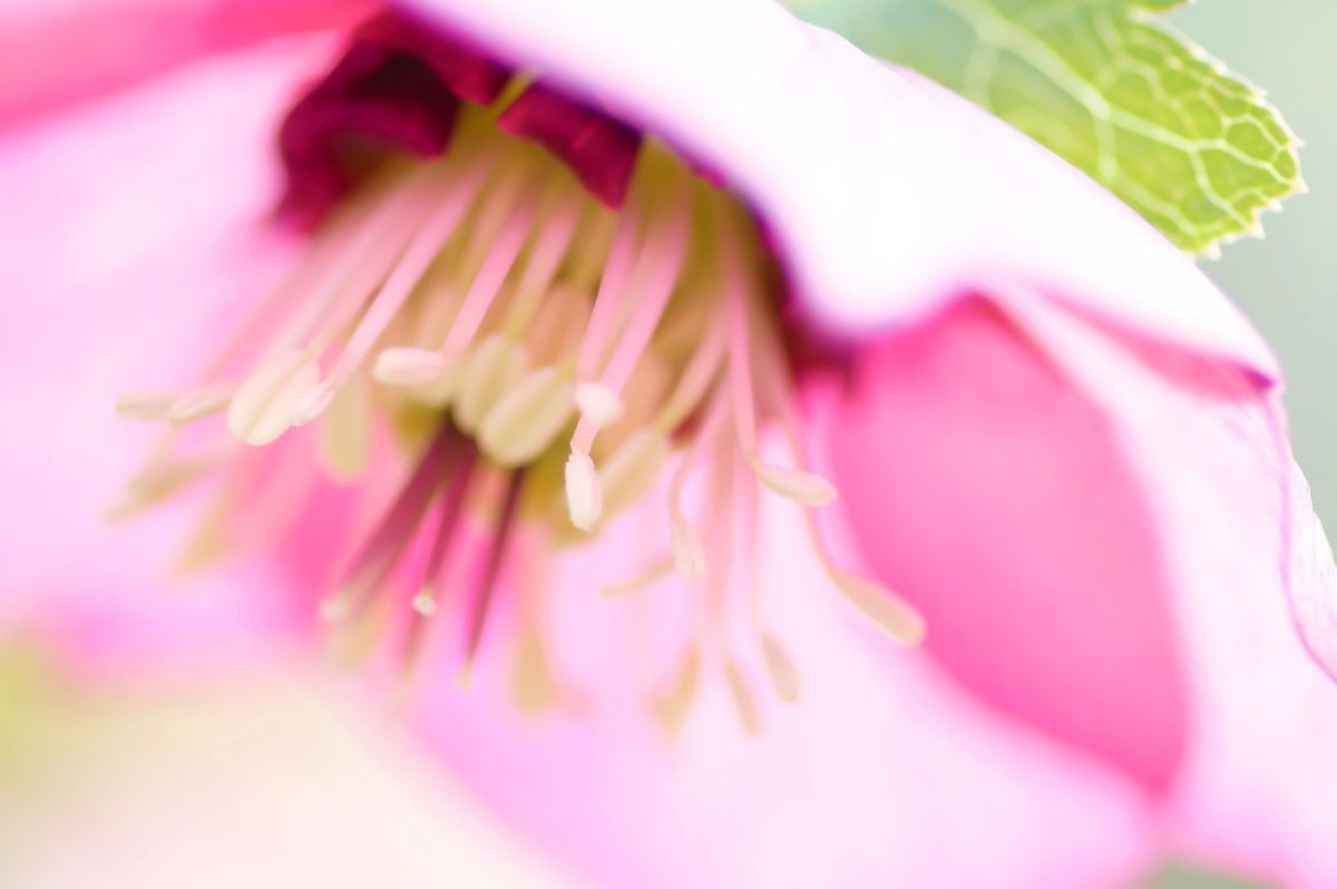 Softly & Silky | GANREF