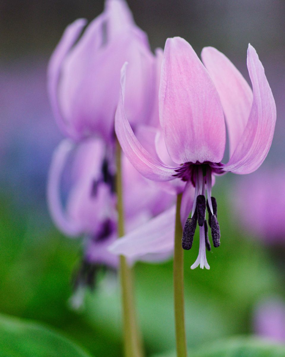 カタクリの季節 2 case | GANREF