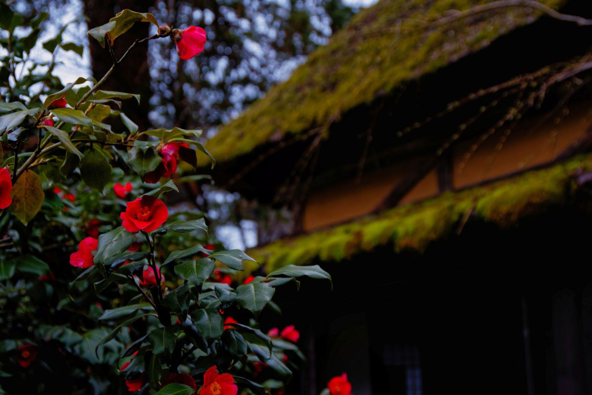 Red to shine in rainy sightseeing area 3 | GANREF