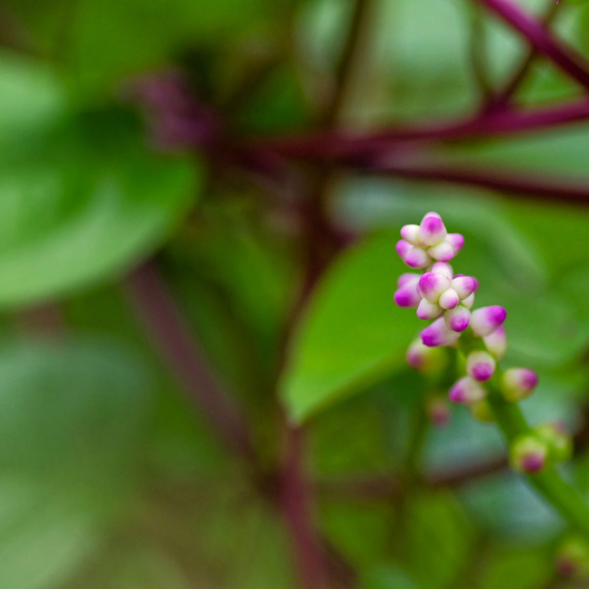 square purple | GANREF