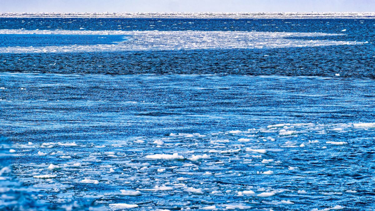 sea of the mosaic form | GANREF