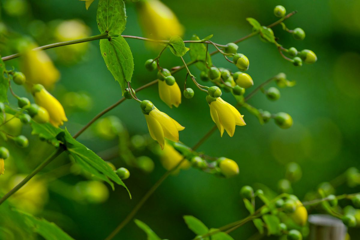 Green Yellow | GANREF