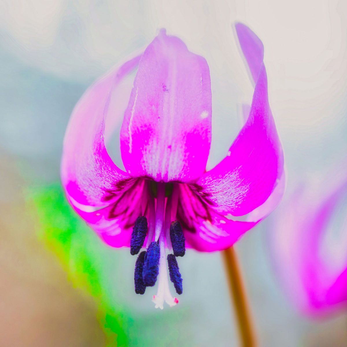 カタクリの季節 3 case | GANREF