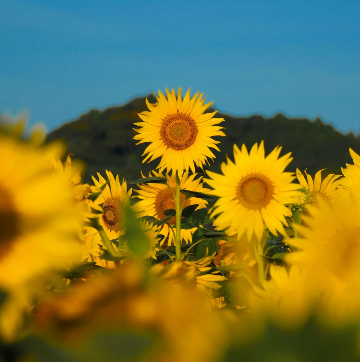 Sunflower | GANREF