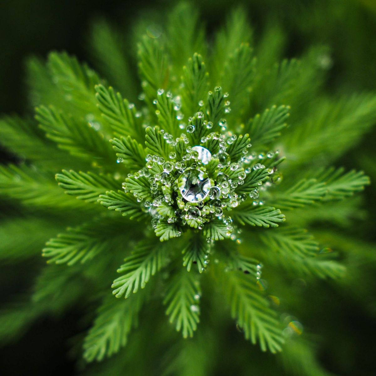 Jewel of water | GANREF