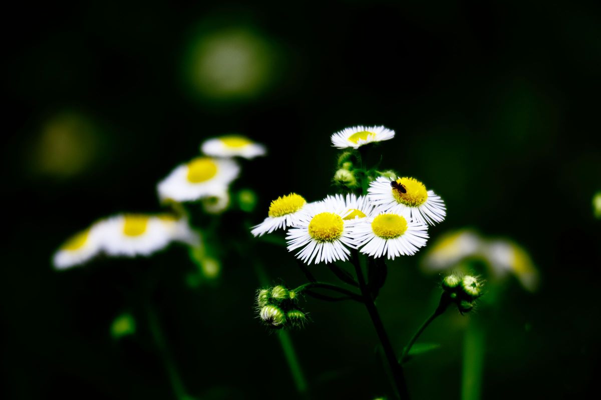 ヒメジオン | GANREF