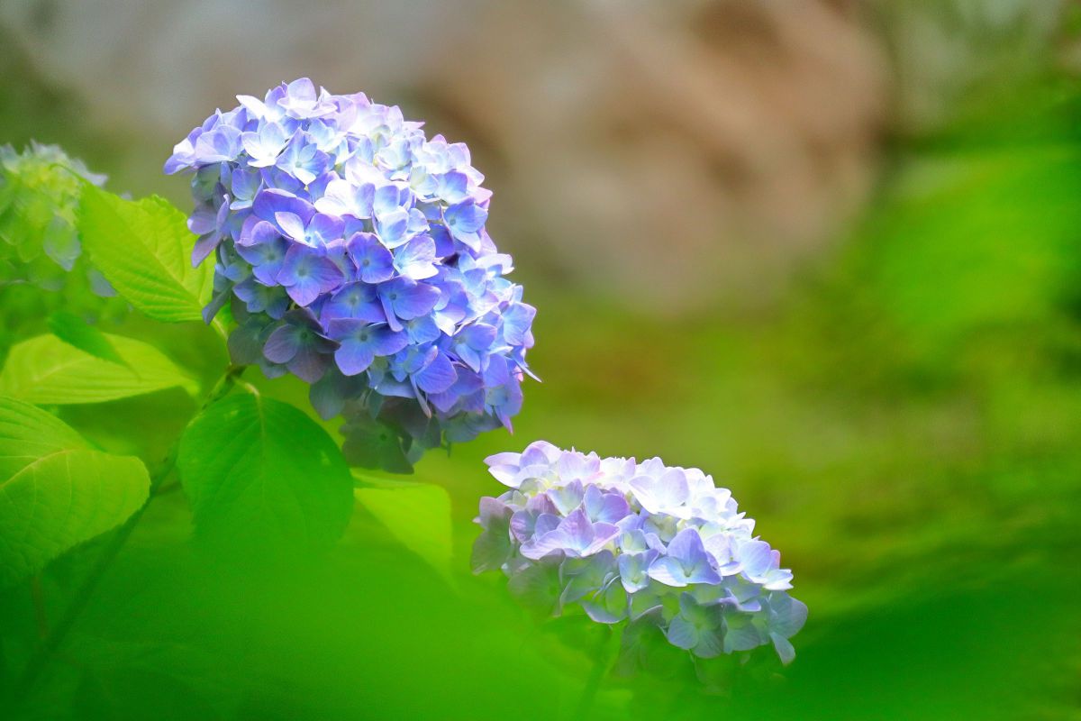 テマリザキ | GANREF