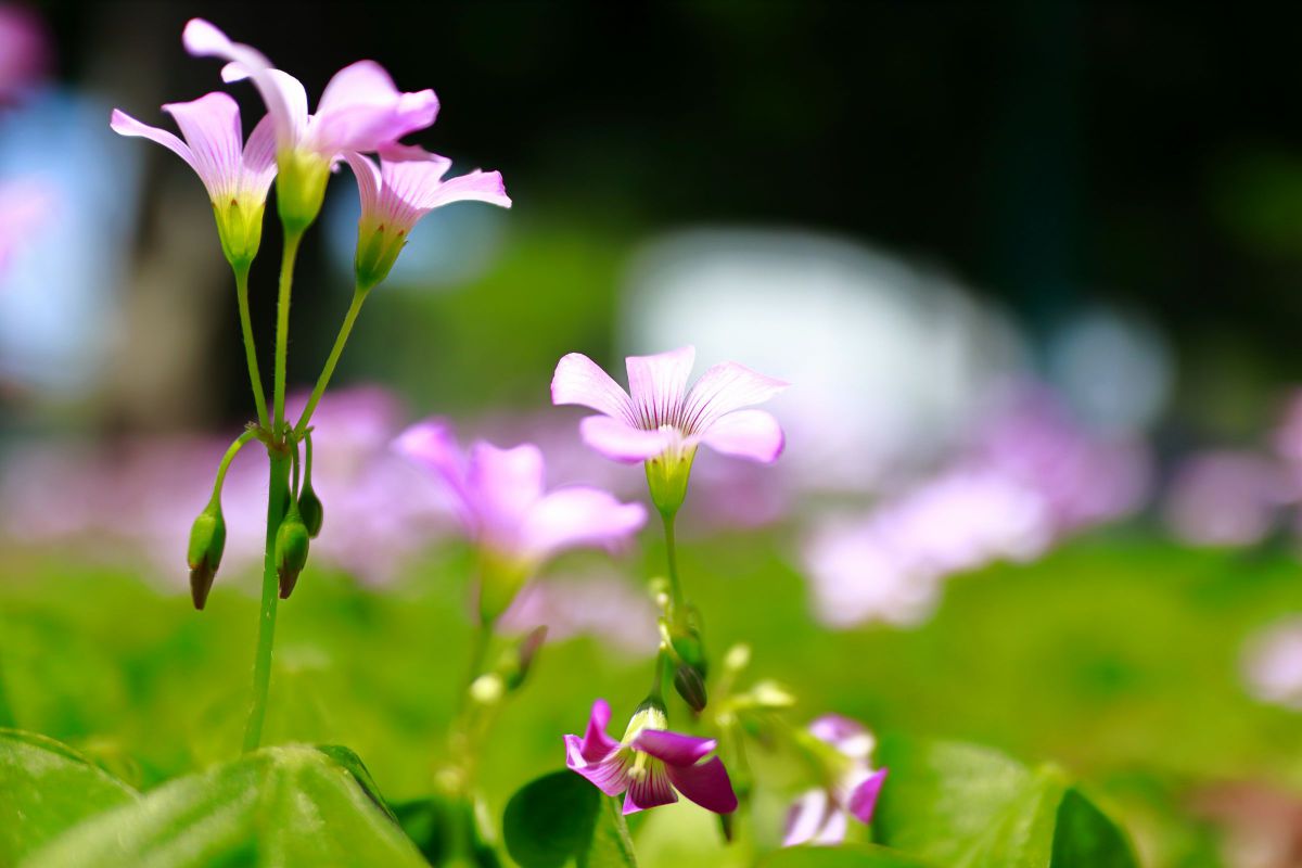 ムラサキカタバミ | GANREF