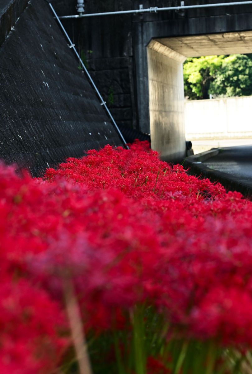 側道にて | GANREF