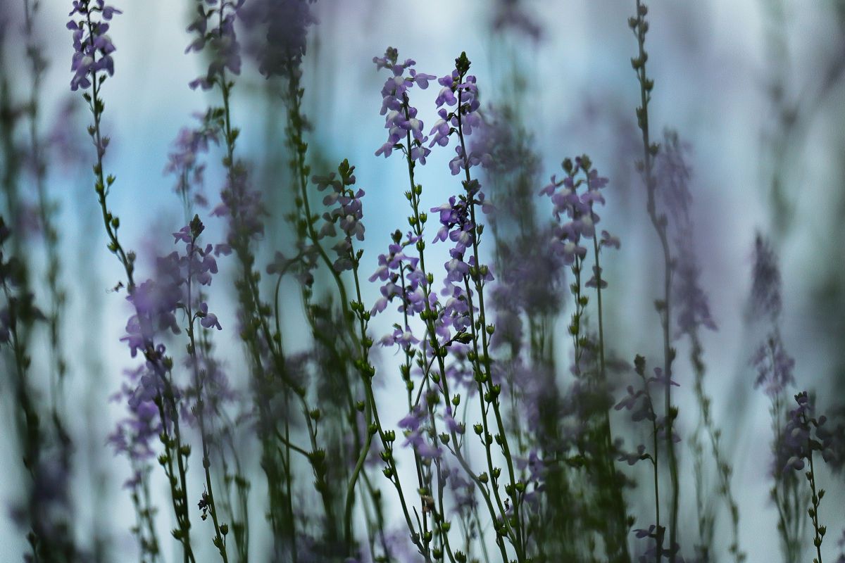 マツバフウラン | GANREF