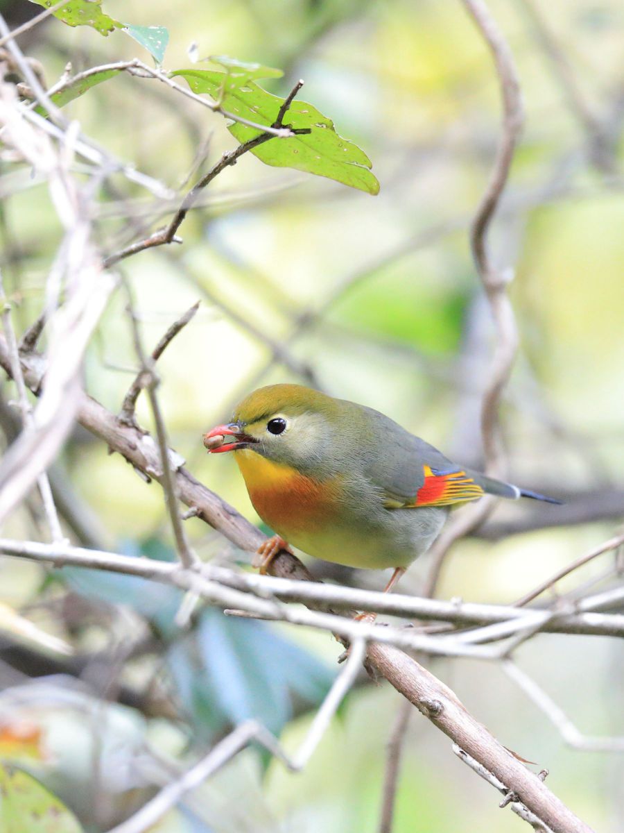 ソウシチョウ(20) | GANREF