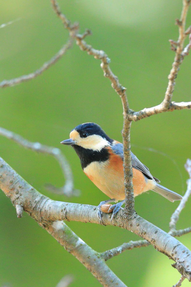 ヤマガラ(25) | GANREF