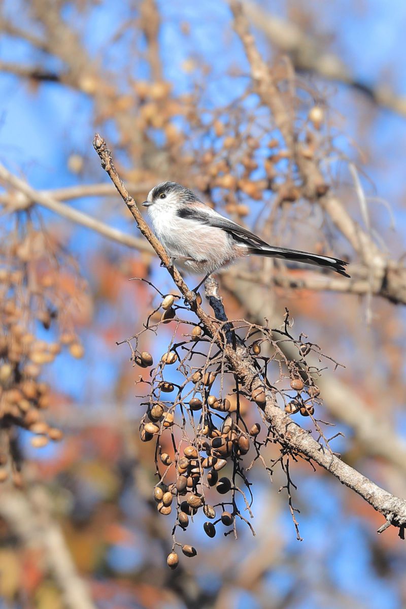 エナガ(30) | GANREF