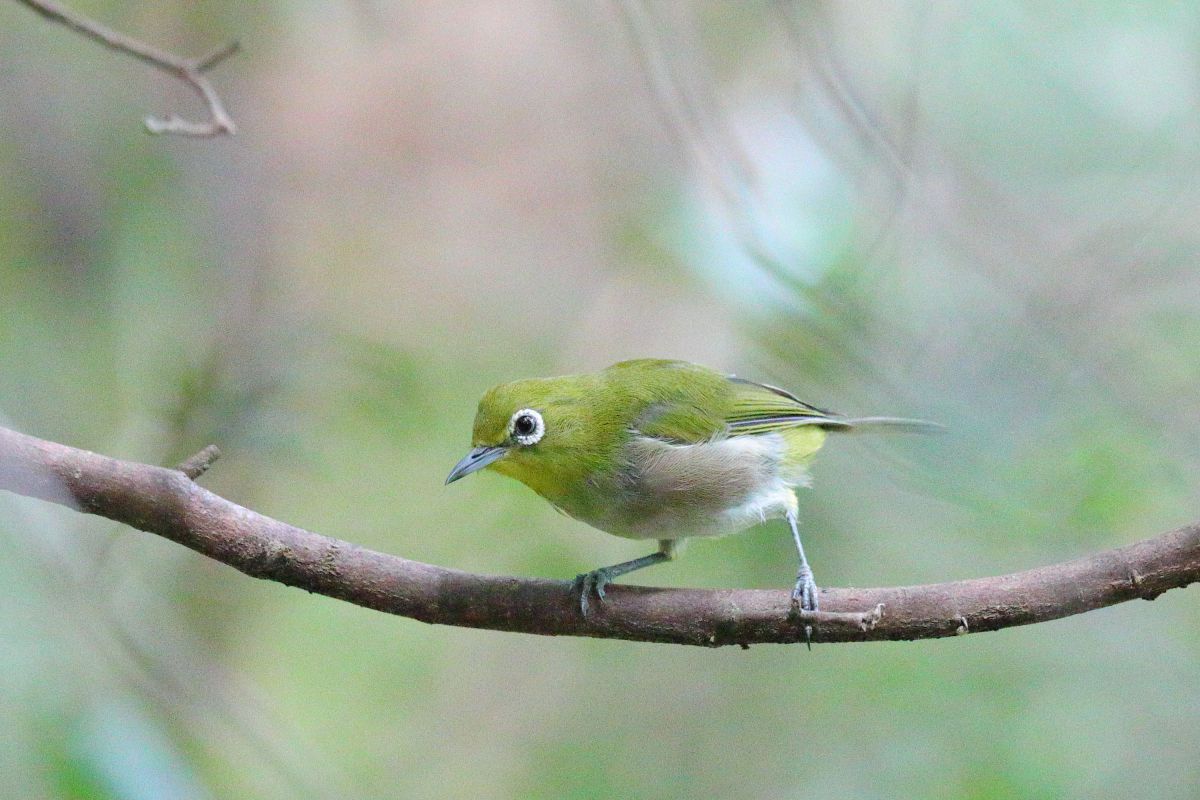 メジロ(96) | GANREF