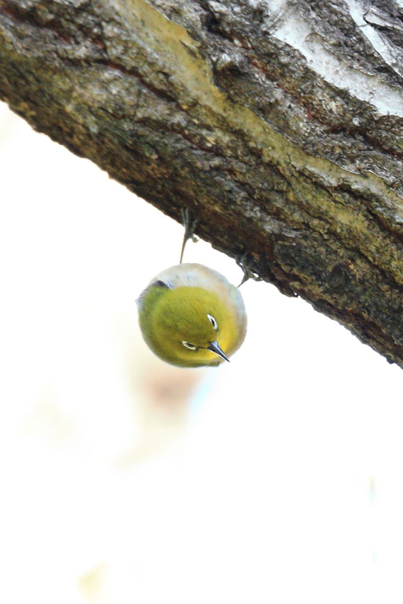 丸いメジロ(162) | GANREF