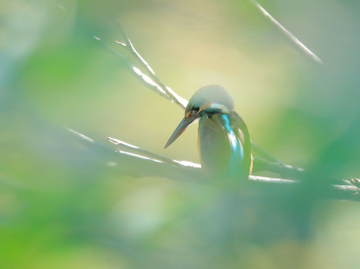 カワセミ(16) | GANREF