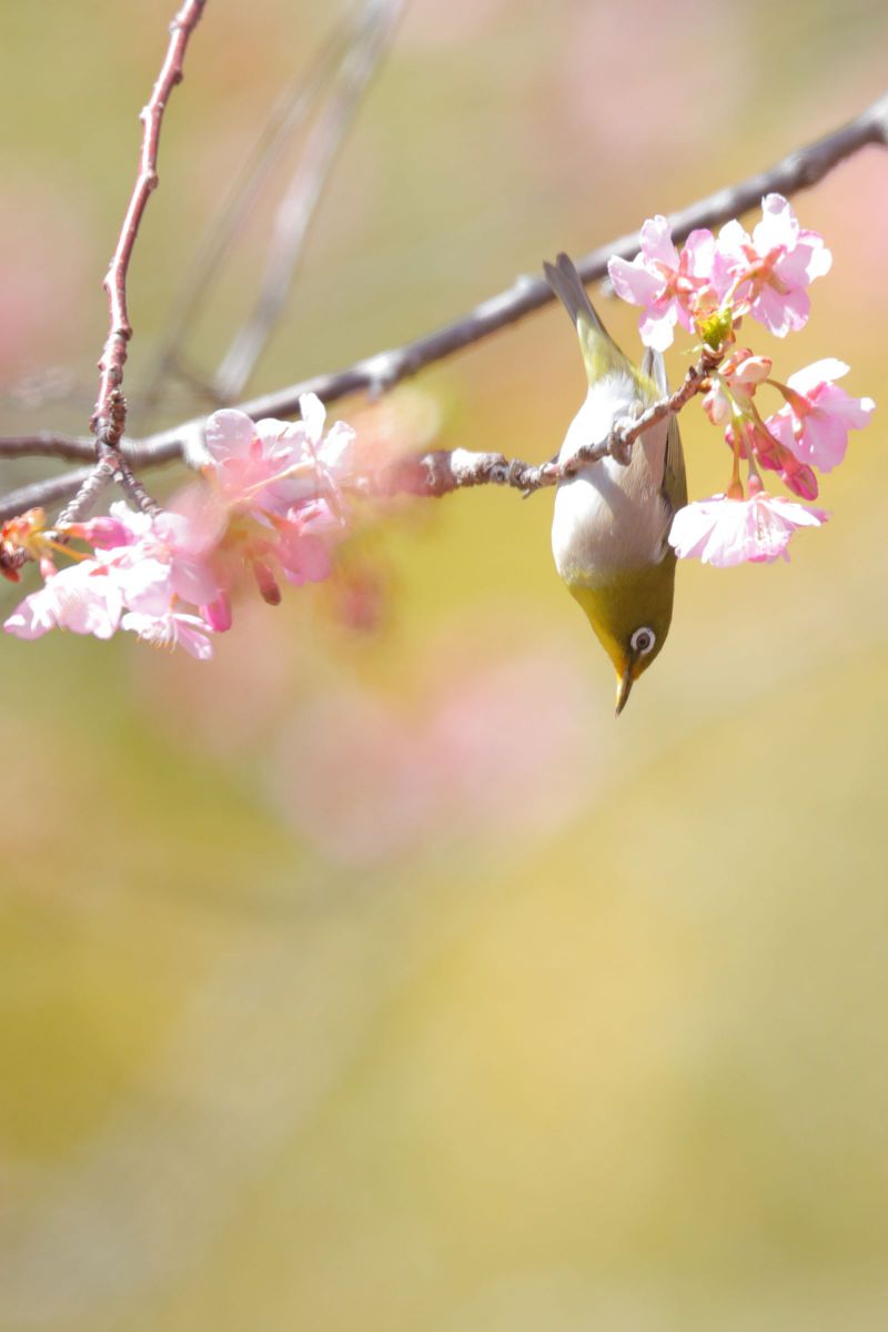 メジロ(66) | GANREF