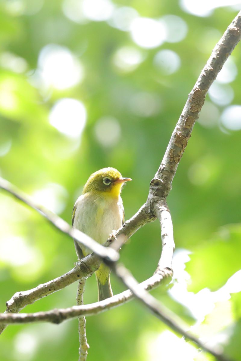 メジロ(92) | GANREF