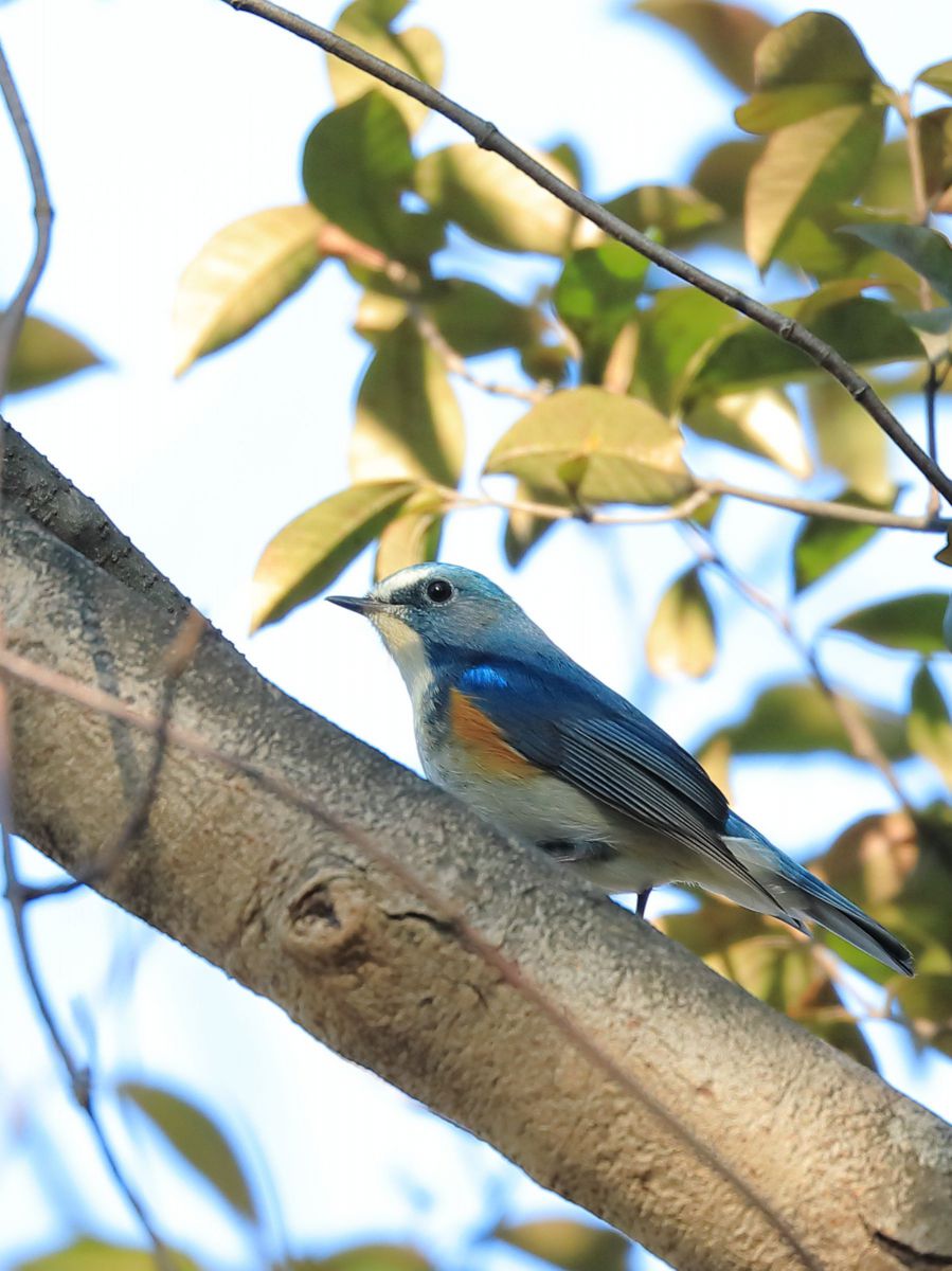 ルリビタキ(22) | GANREF