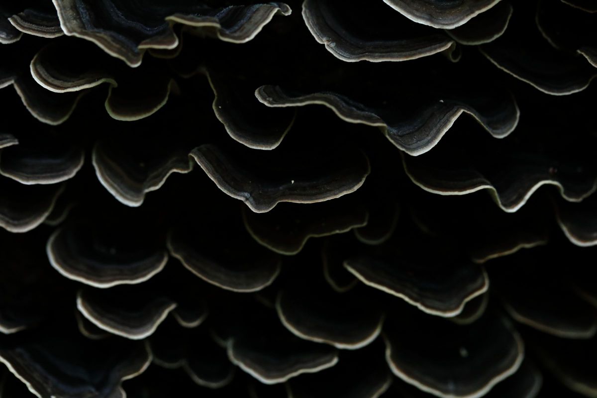 キノコ(31) | GANREF