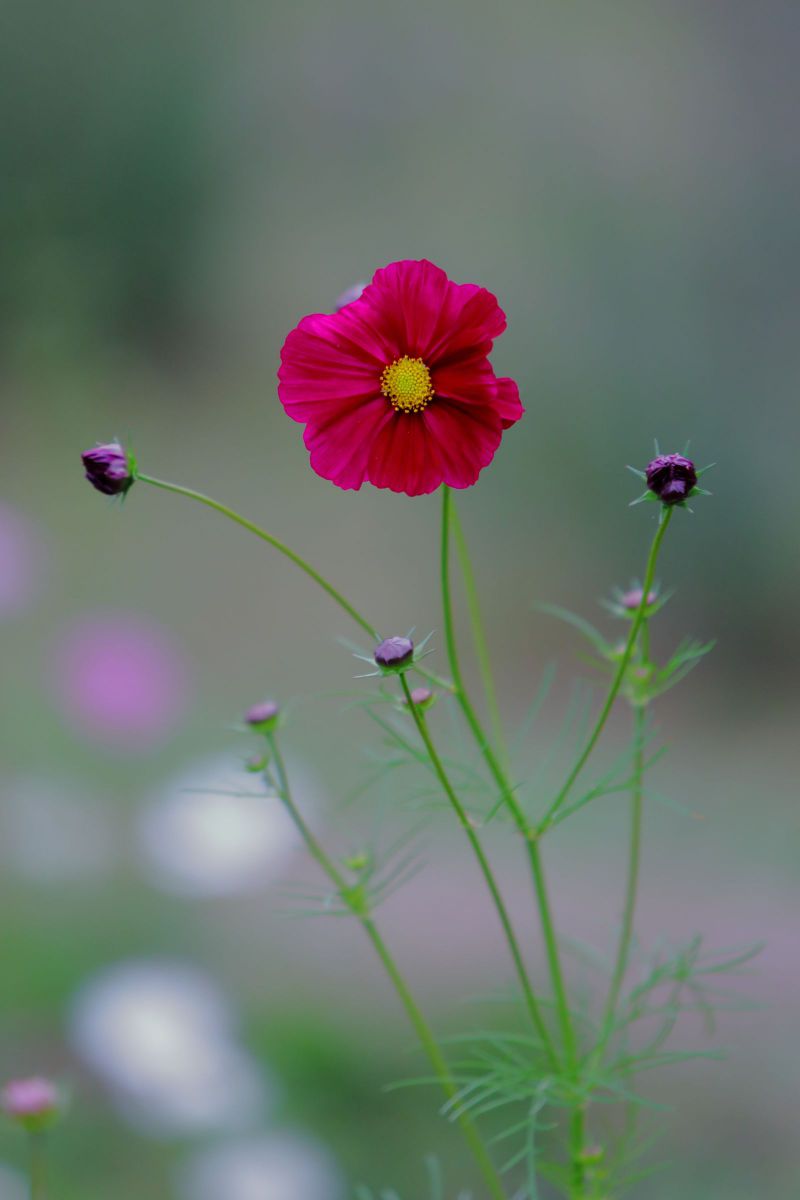 コスモス | GANREF