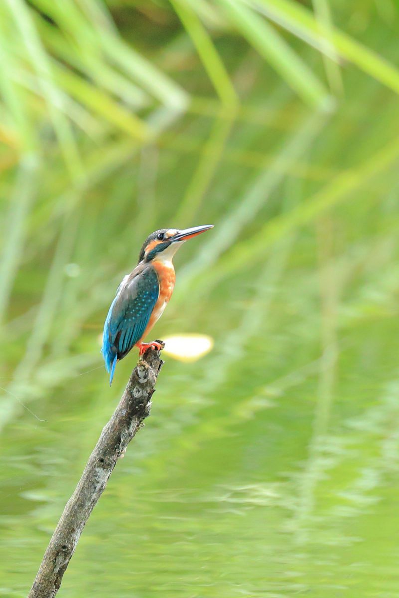 カワセミ(15) | GANREF