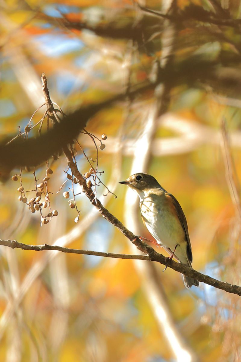 ルリビタキ(22) | GANREF