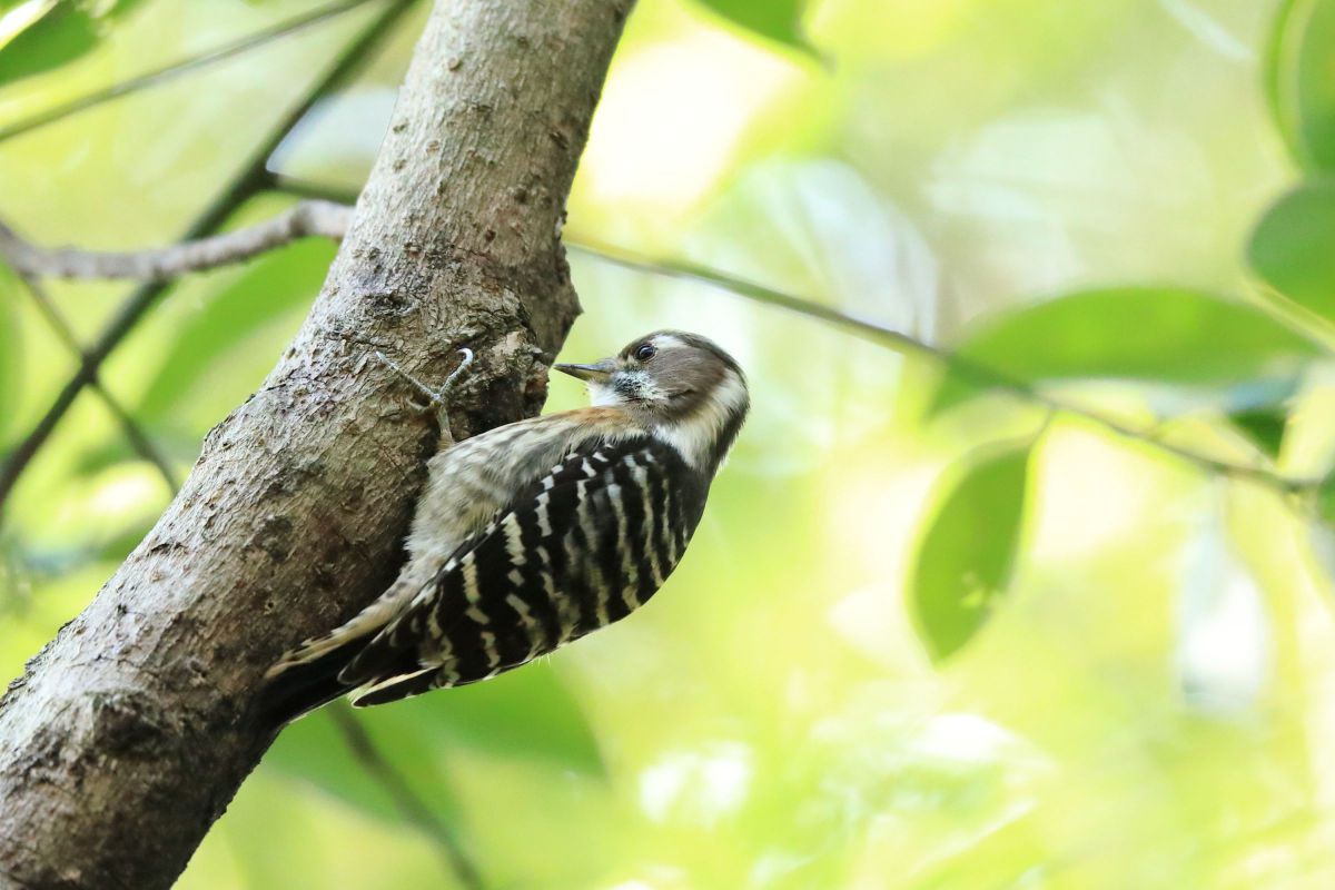 コゲラ(69) | GANREF