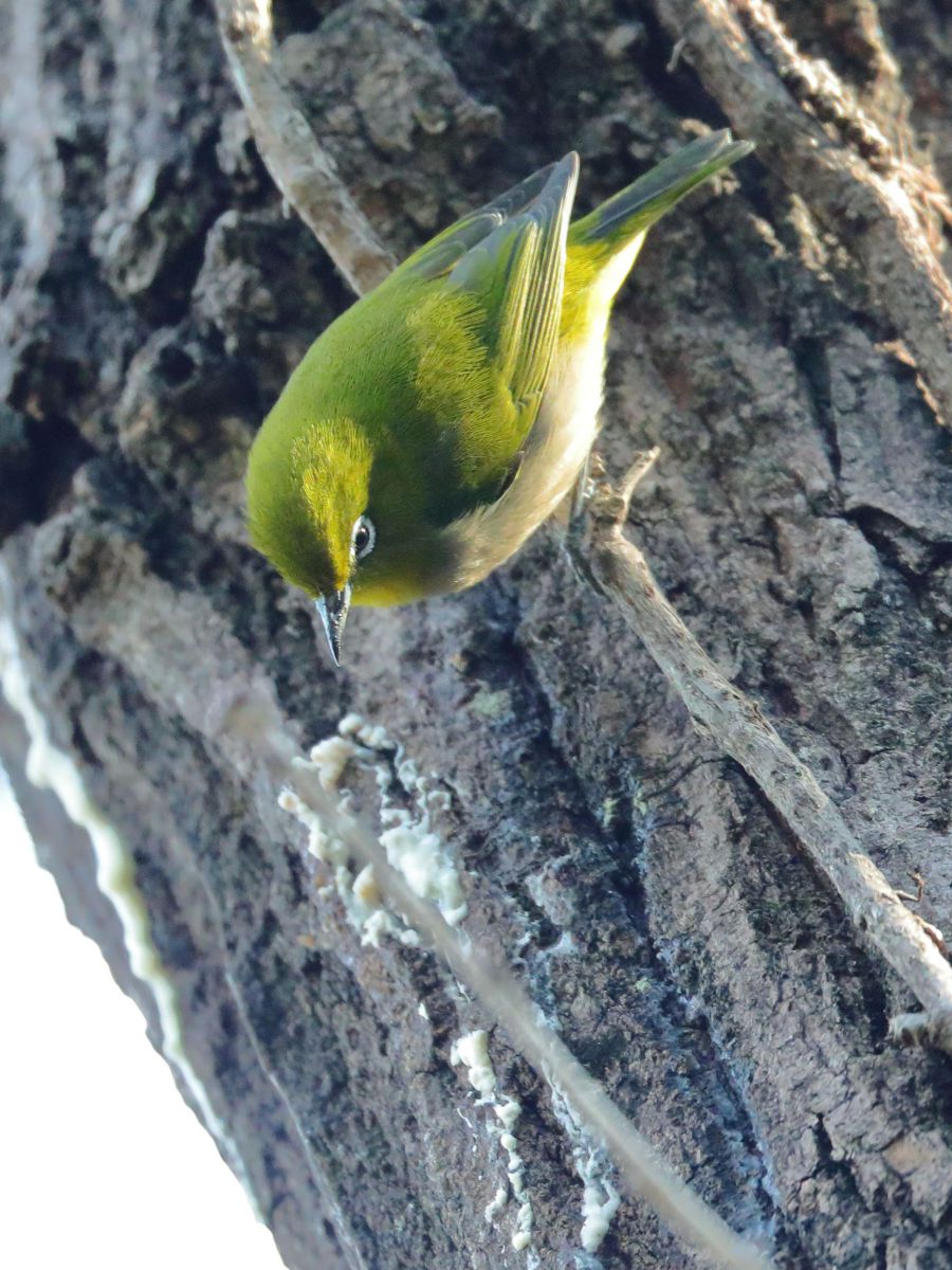 メジロ(88) | GANREF