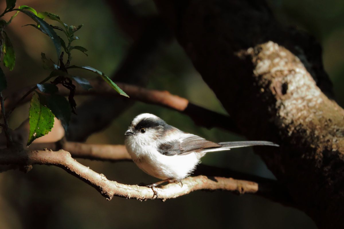 エナガ(29) | GANREF