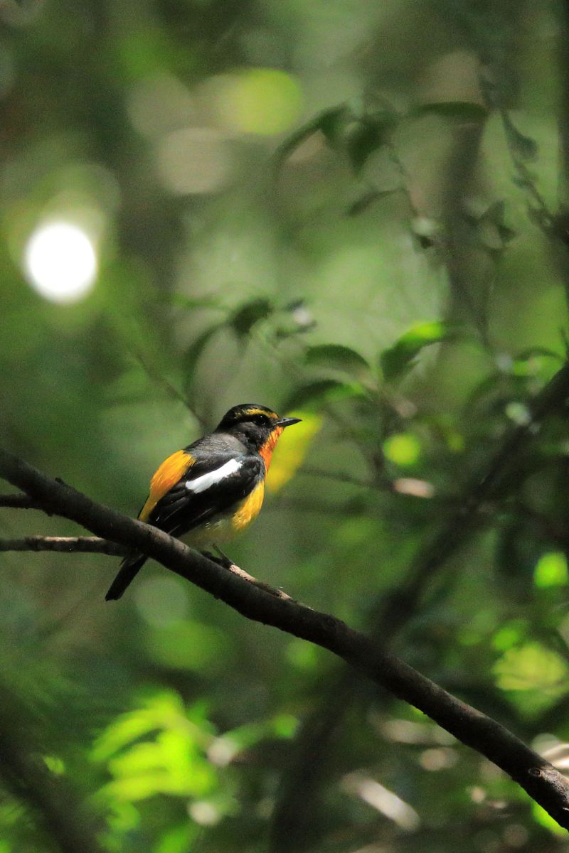 キビタキ(44) | GANREF