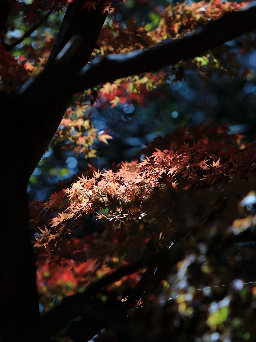 無名の紅葉(7) | GANREF