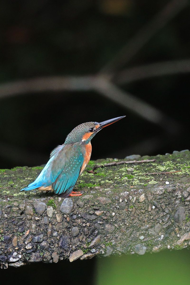 カワセミ(13) | GANREF