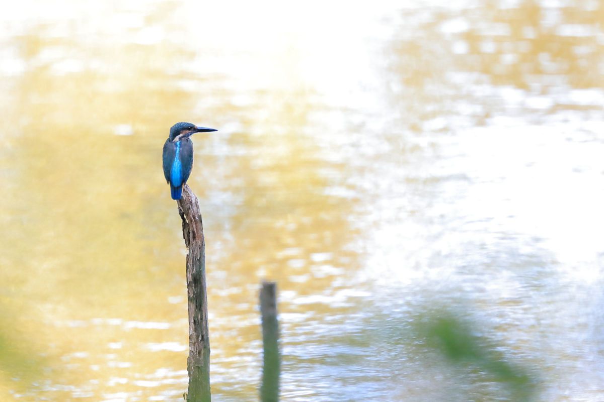 カワセミ(17) | GANREF