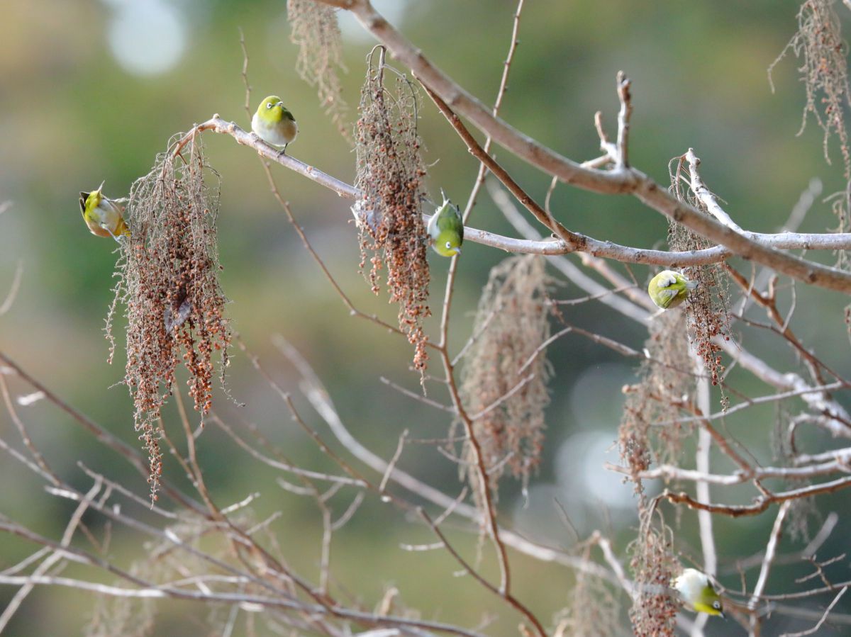 メジロ(101) | GANREF