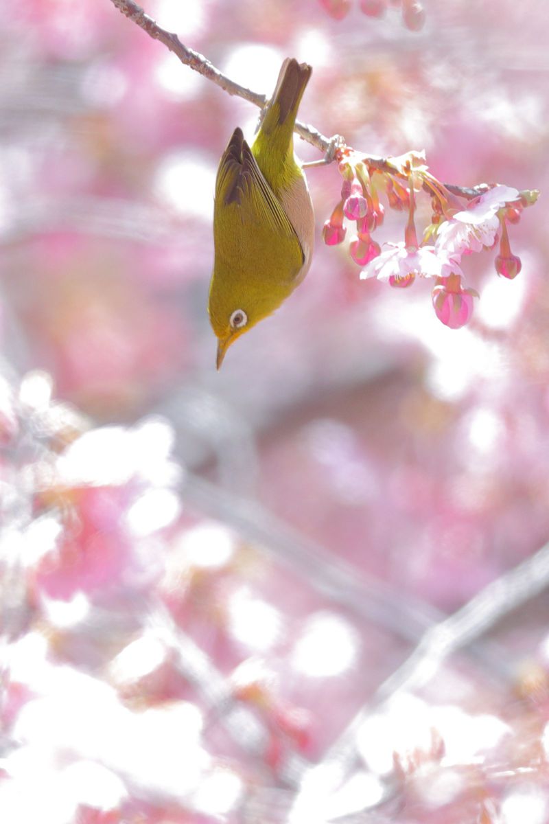 メジロ(69) | GANREF