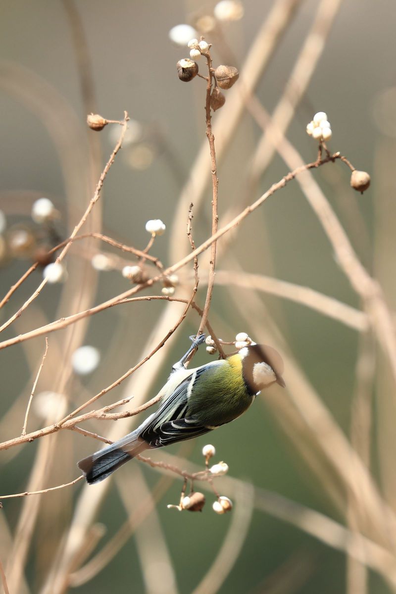 シジュウカラ(4) | GANREF