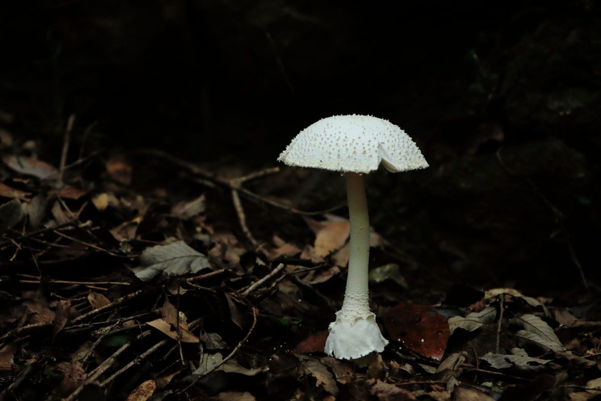 キノコ(30) | GANREF