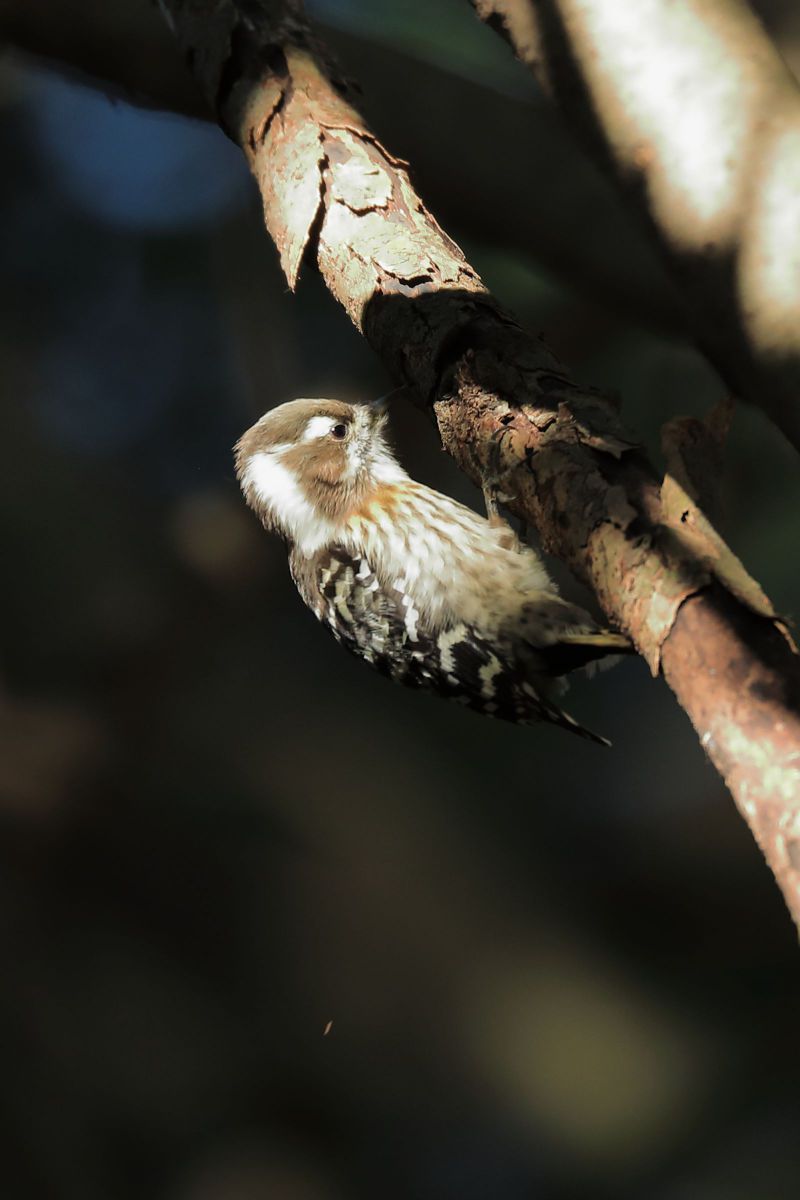 コゲラ(27) | GANREF