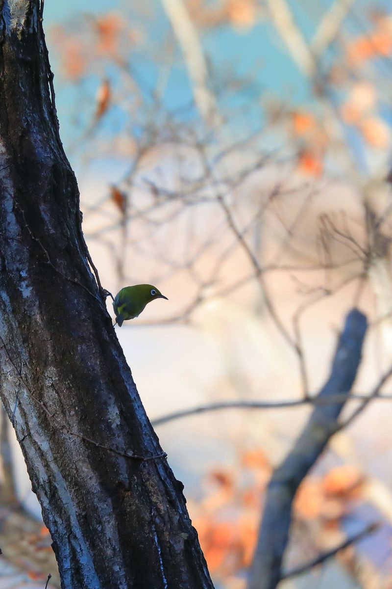 メジロ(47) | GANREF